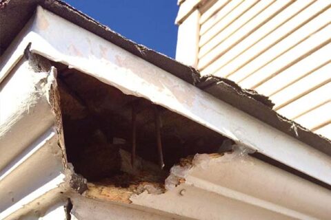 Omega Wildlife Removal And Rodent Control Services