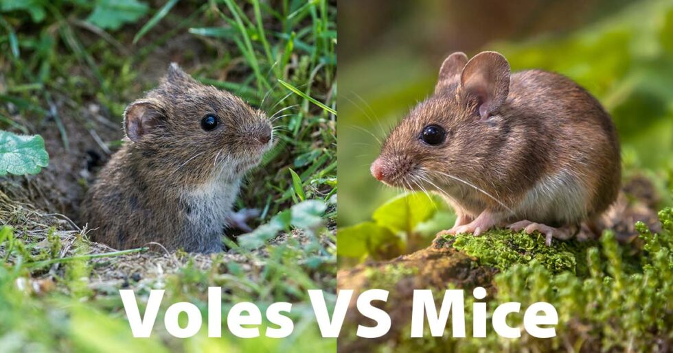 Voles Vs Mice | Dallas Rodent Identification Guide