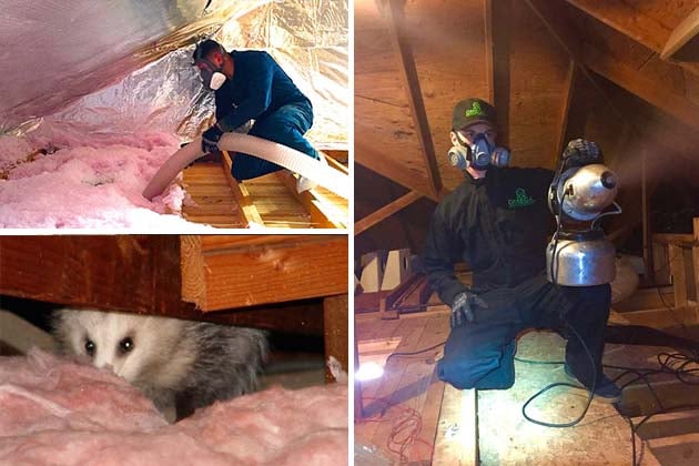 Omega Wildlife Removal And Rodent Control Services