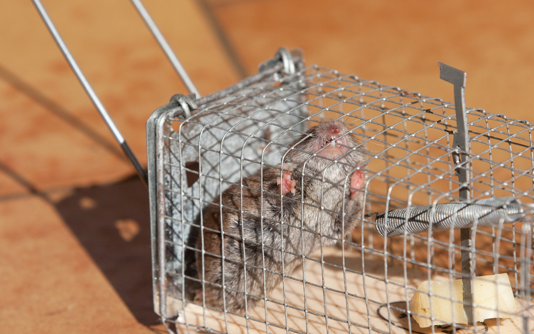 Rat Exterminator And Removal Services In Texas | Omega Animal Removal