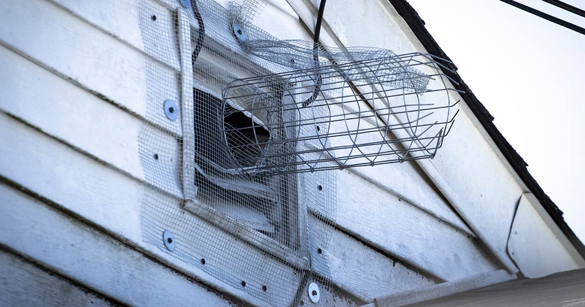 What Is Rat Exclusion? Learn How To Keep Rats Out Of Attic.