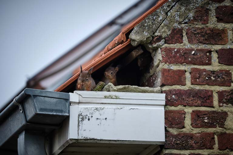 DIY Tips On How To Get Rid Of Squirrels In Attic