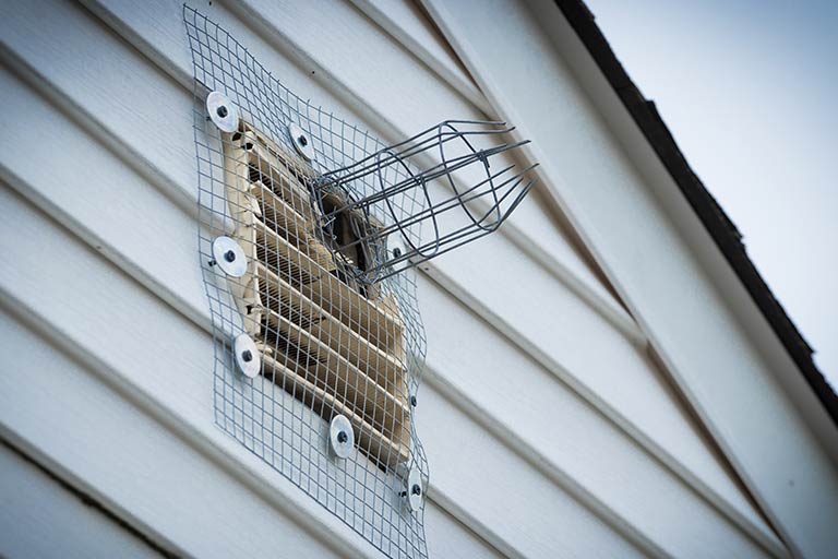 Expert Wildlife Exclusion Services | Omega Animal Removal