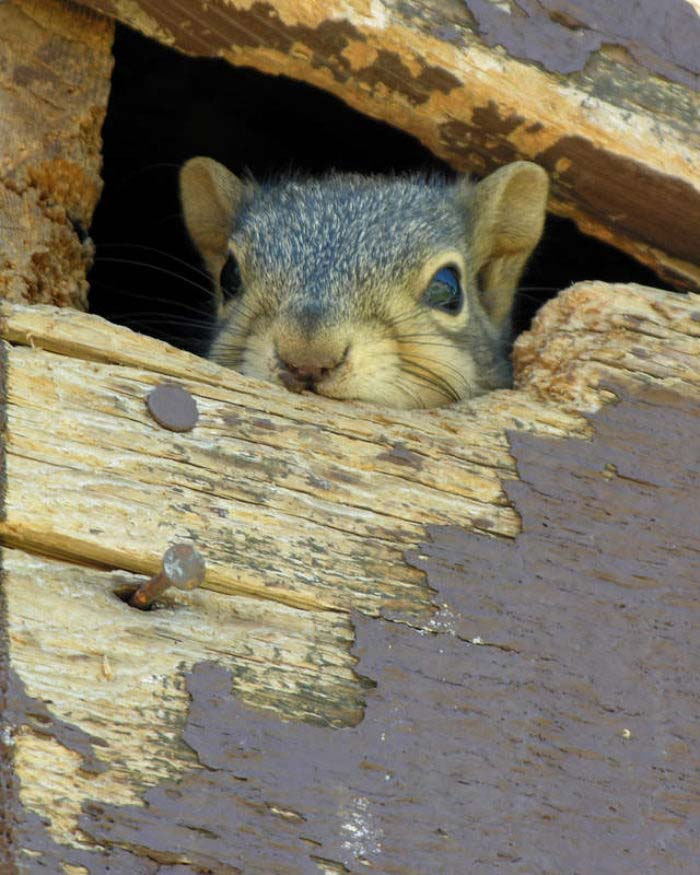 Expert Wildlife Exclusion Services | Omega Animal Removal